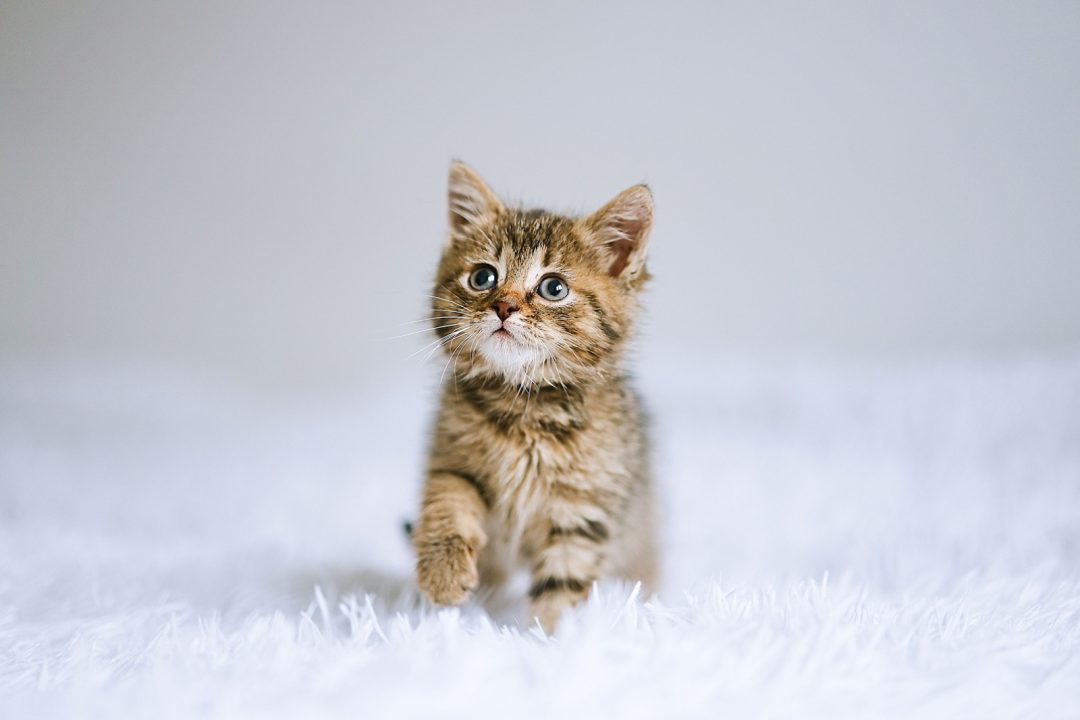 Tabby Cat Growth Chart - What To Expect?