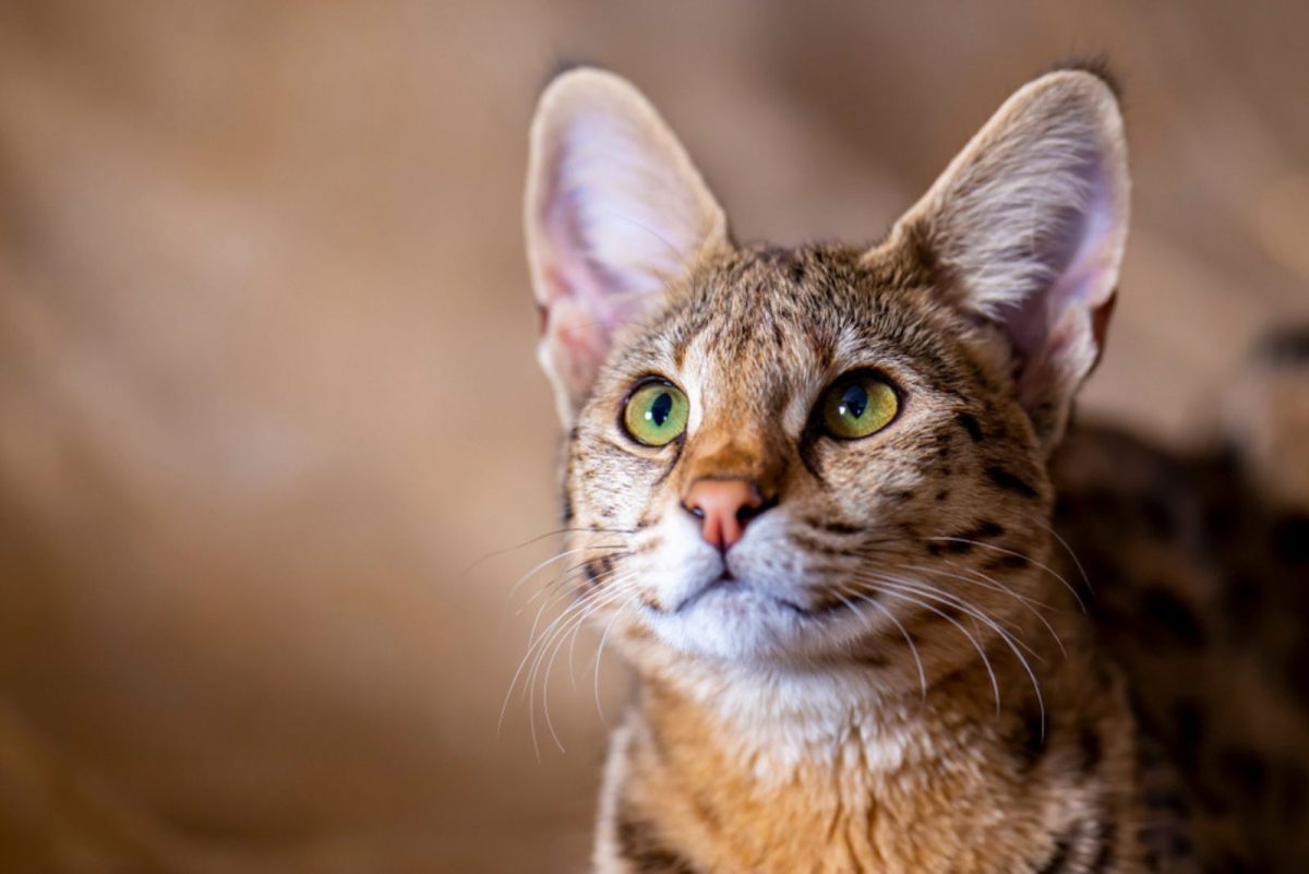 Savannah Cat Growth Chart - What Is The Size They Set On?