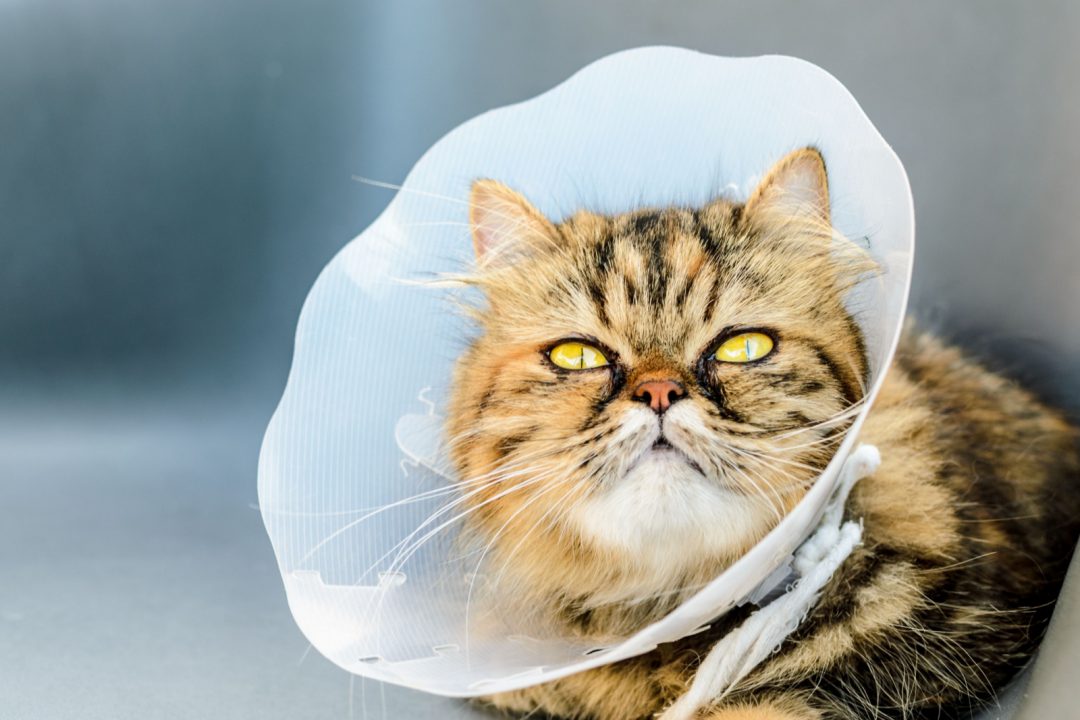 Cat Very Active After Neutering - What Is Happening?