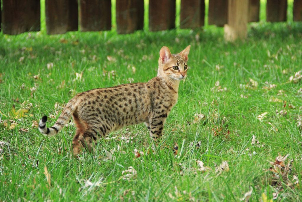 Savannah Cat Growth Chart - What Is The Size They Set On?