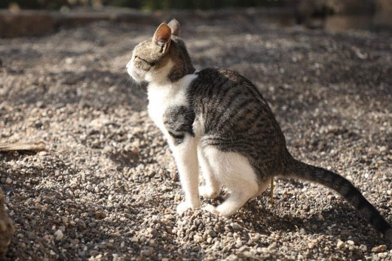 My Cat Has Diarrhea But Seems Fine - What To Do?