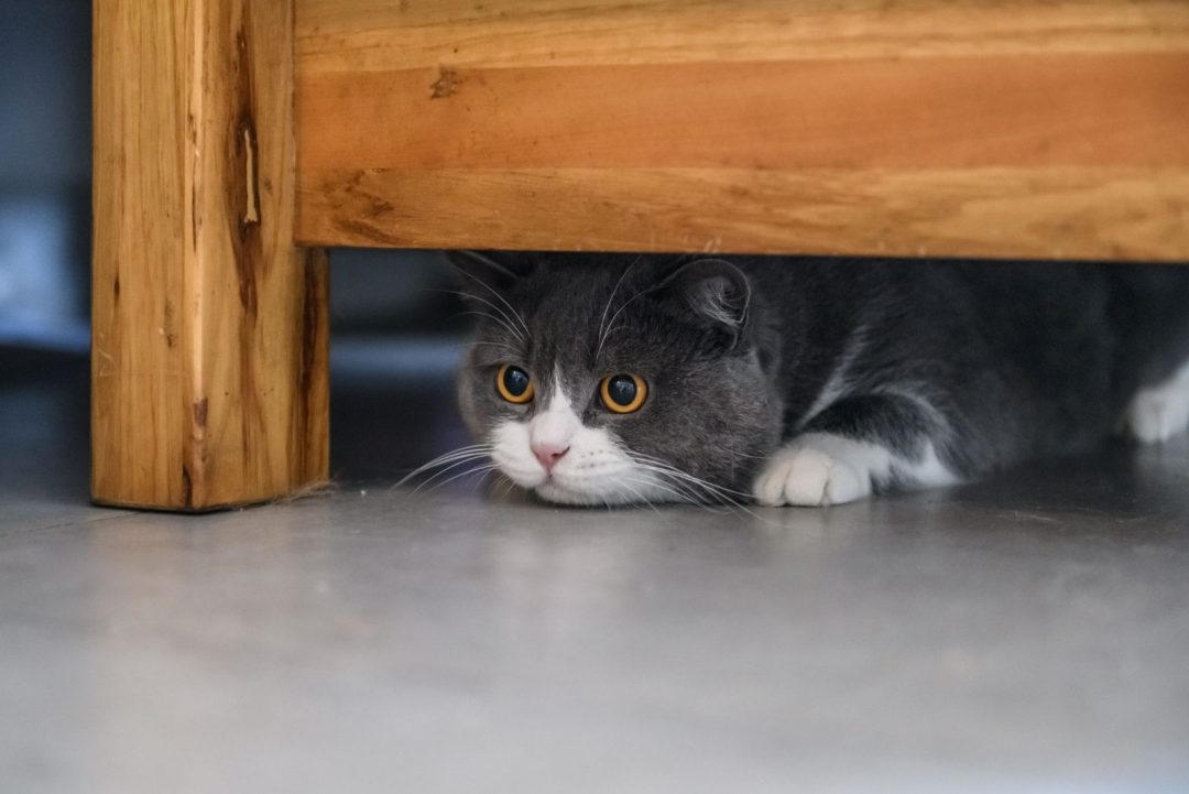 12 Traumatized Cat Symptoms - Notice And Help