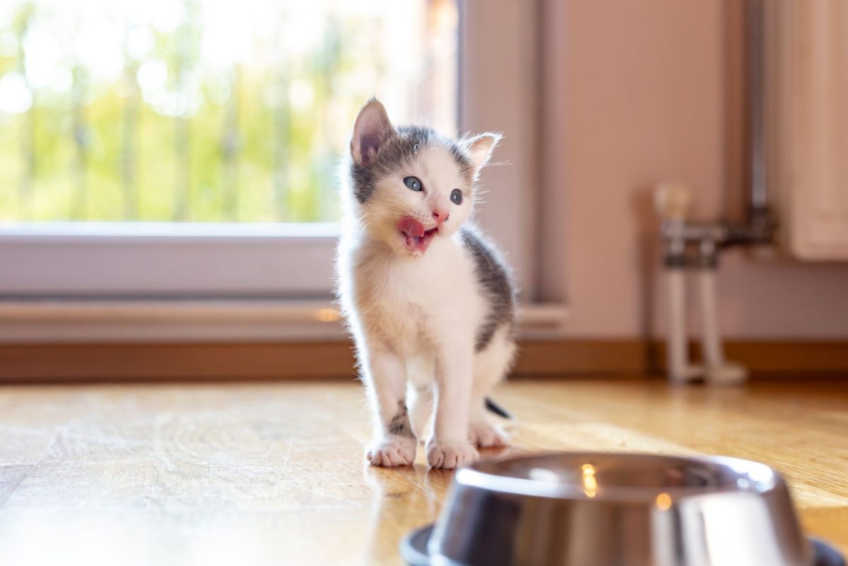 Kitten Feeding Chart By Age - A Feeding Guide For Cat Owners