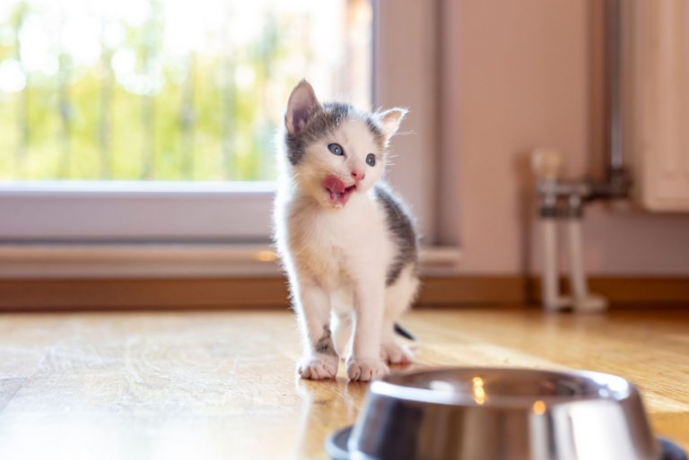 Kitten Feeding Chart By Age - A Feeding Guide For Cat Owners
