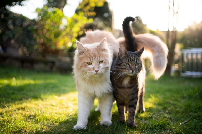 Cat Quality Of Life Chart - Determine Cat’s Health