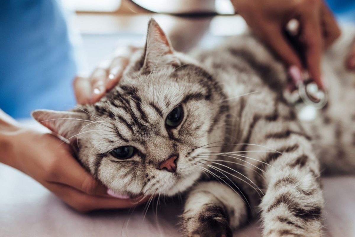 Cat Breathing Heavily While Resting - 9 Causes For It