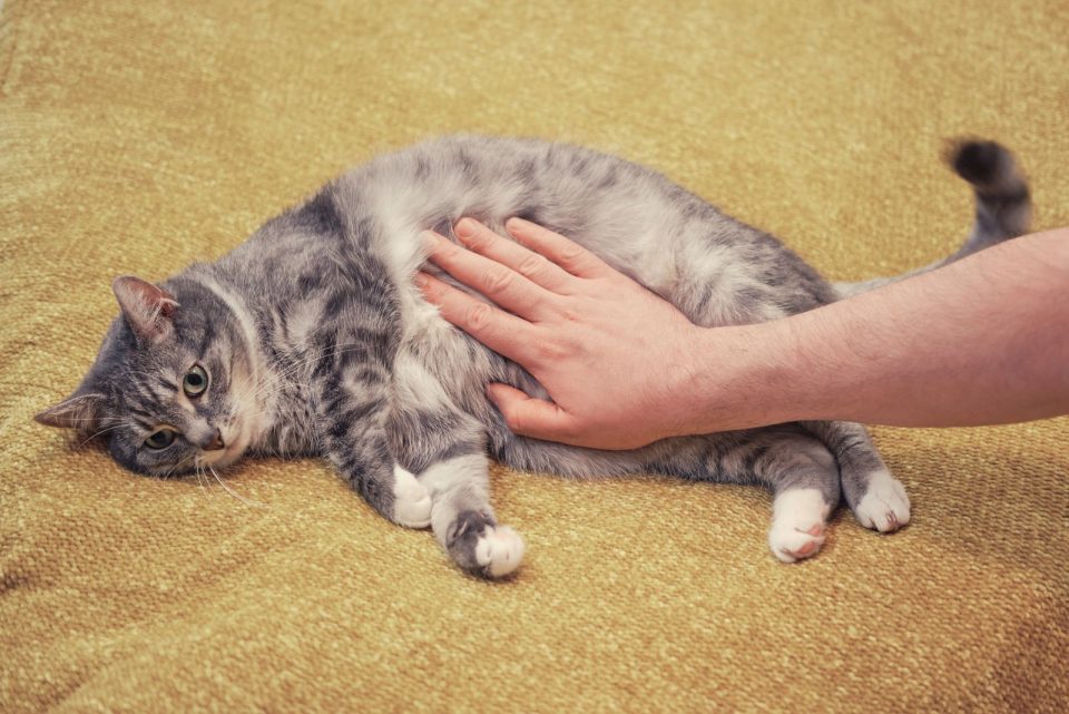 Can Cats Eat Cheesecake - All You Need To Know