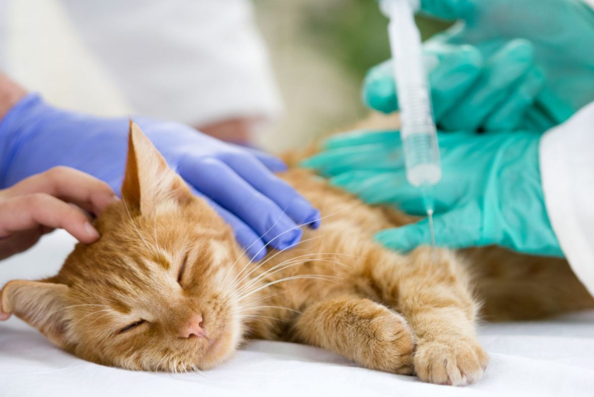 When To Euthanize A Cat With Seizures?