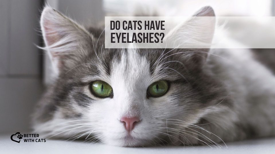 Do Cats Have Eyelashes, Or Is This A Wrong Belief?