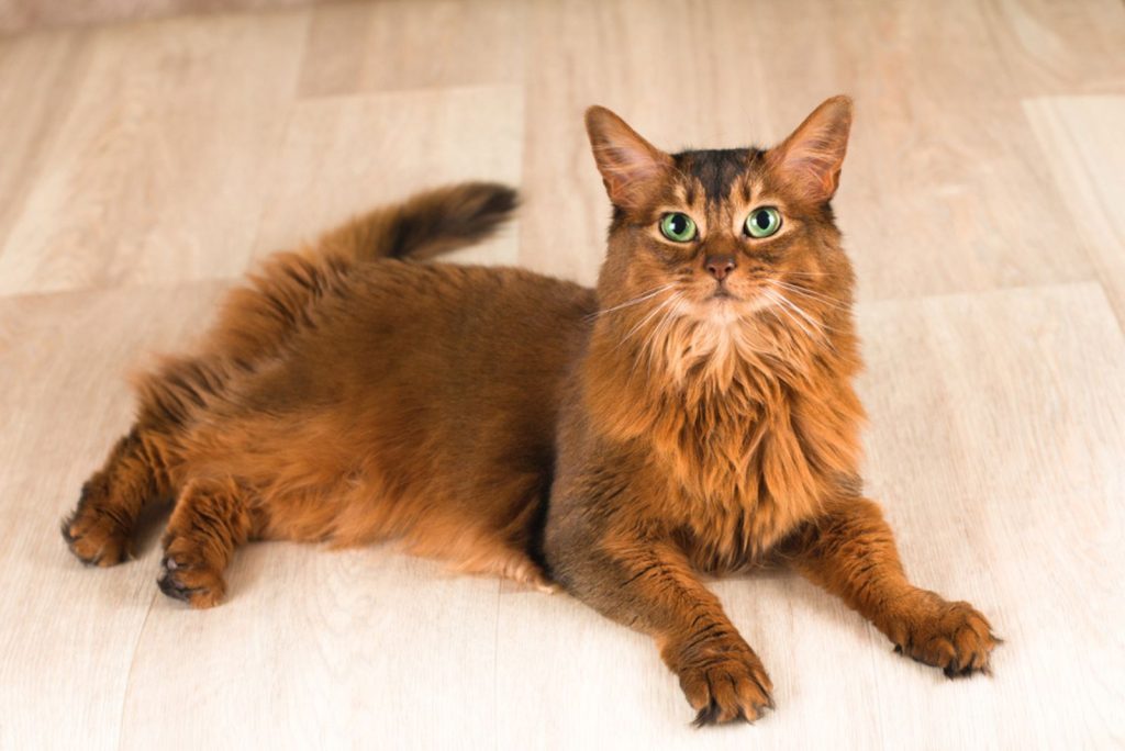 11 Dumbest Cat Breeds You Might Still Fall In Love With