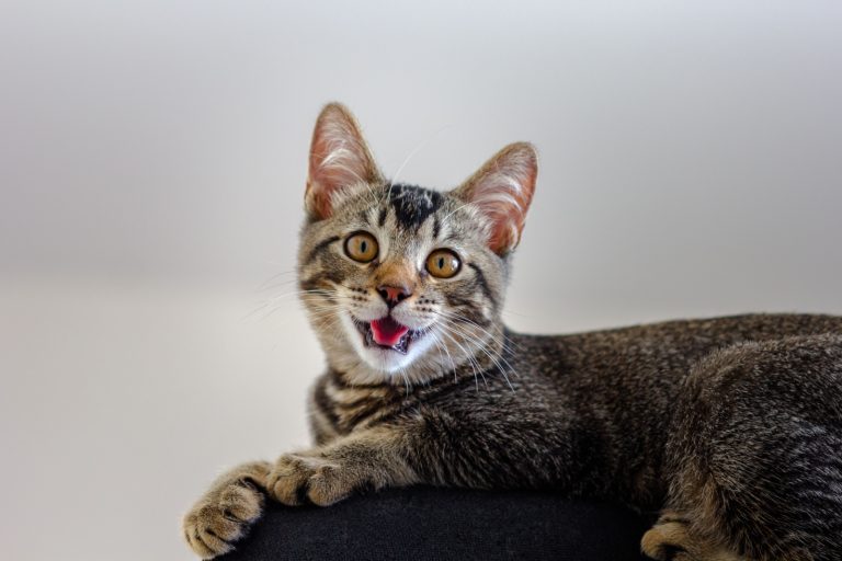 Cat Teeth Age Chart: A Way To Learn How Old Your Cat Is