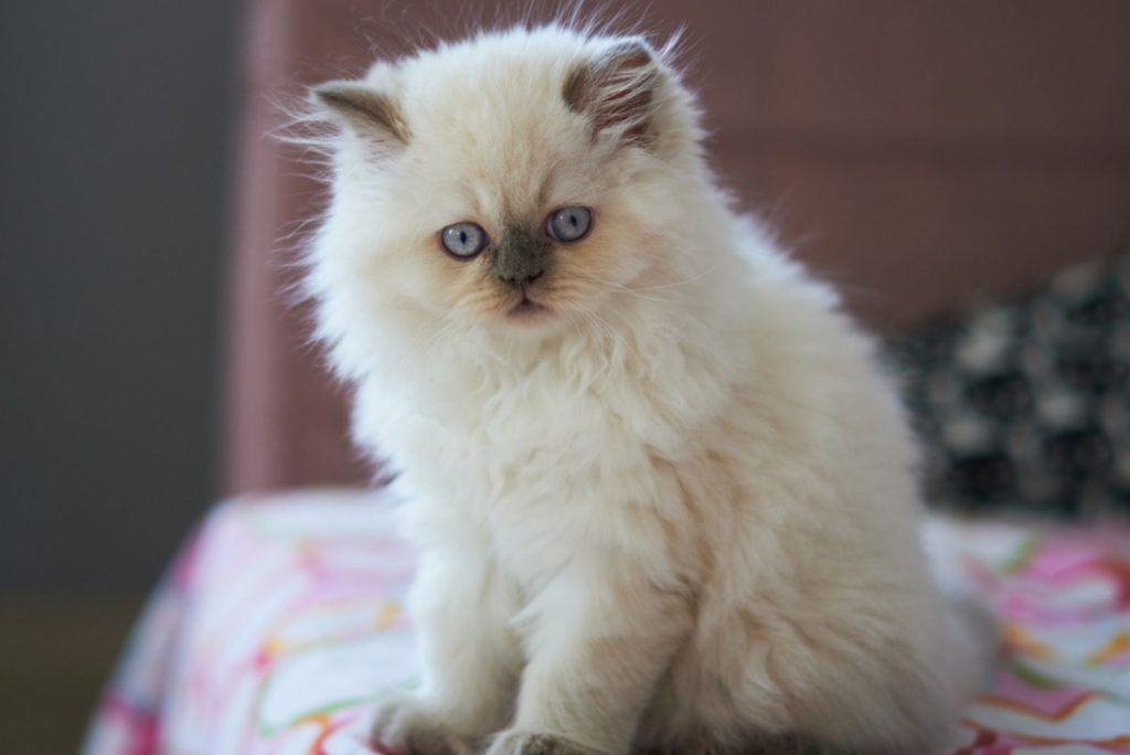 11 Dumbest Cat Breeds You Might Still Fall In Love With
