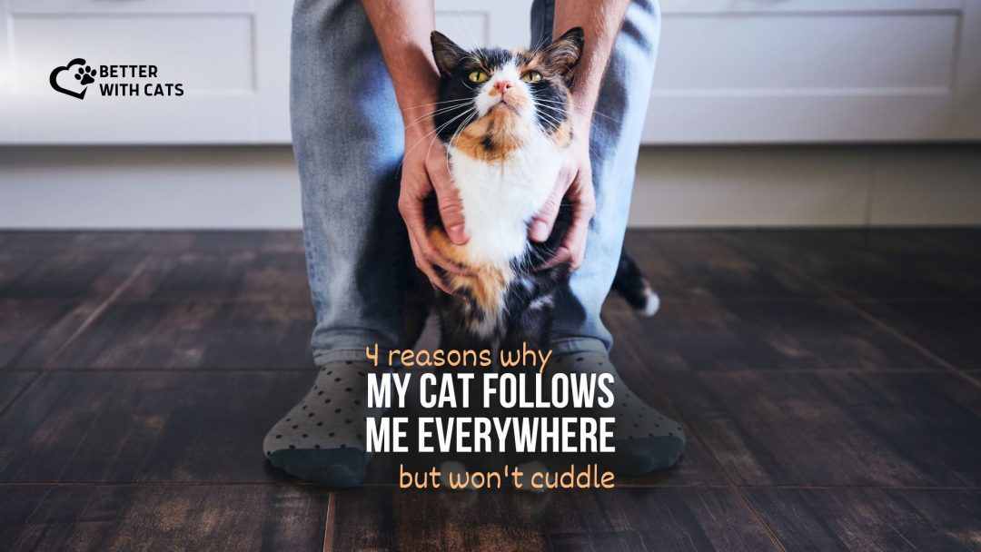 4 Reasons Why My Cat Follows Me Everywhere But Won't Cuddle