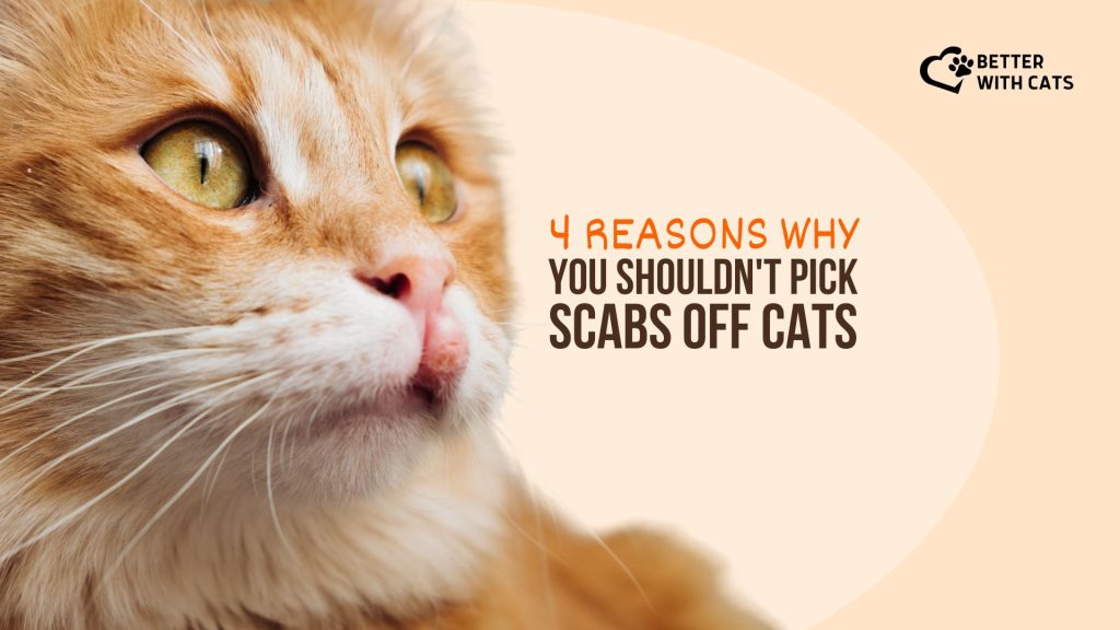 4 Reasons Why You Shouldn't Pick Scabs Off Cats