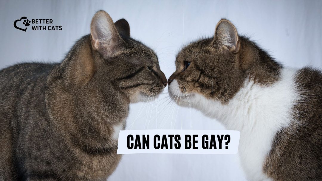 Can Cats Be Gay? (A Myth Or A Real Thing)