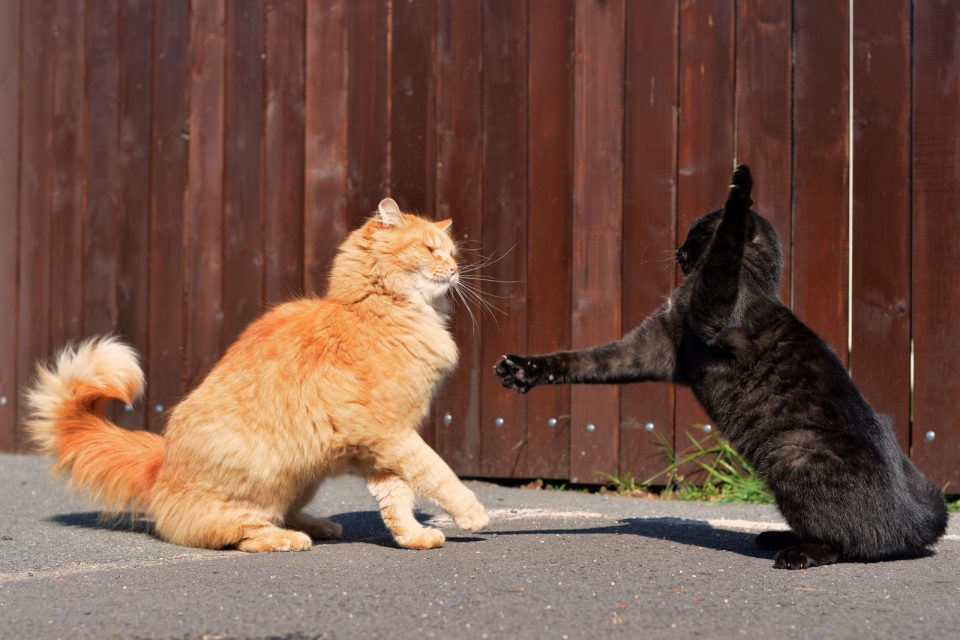 4 Reasons Why Do Female Cats Attack Males After Mating