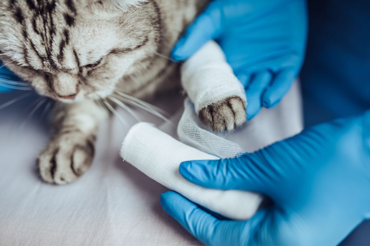 4 Reasons Why You Shouldn't Pick Scabs Off Cats