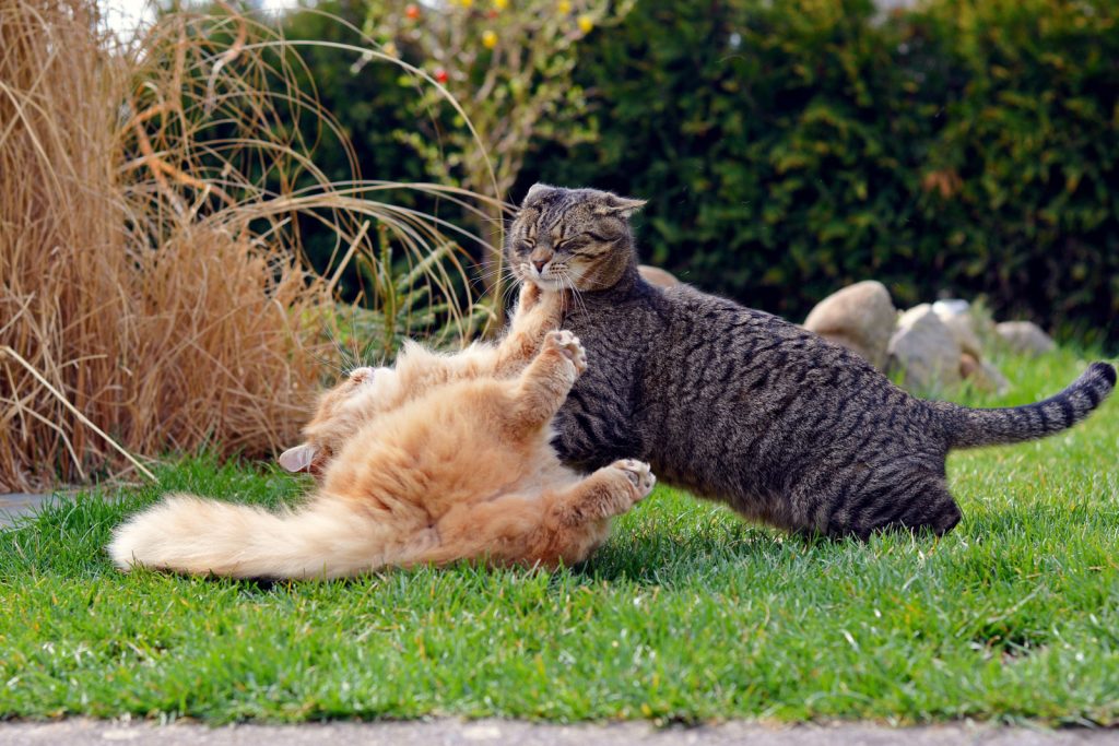 4 Reasons Why Do Female Cats Attack Males After Mating