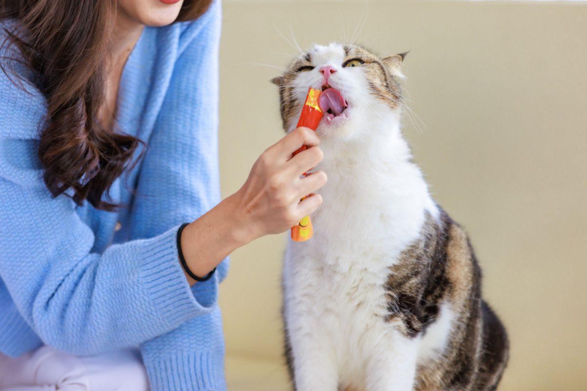 Can Cats Eat Jello And Potential Benefits And Risks