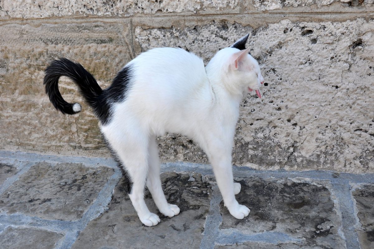 8 Reasons For Cat Foaming At The Mouth And How To Help