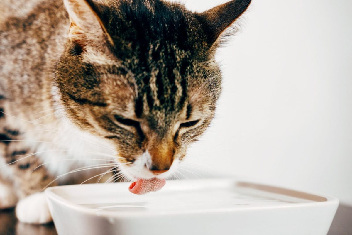 5 Reasons Why Is My Cat Drinking A Lot Of Water And Meowing
