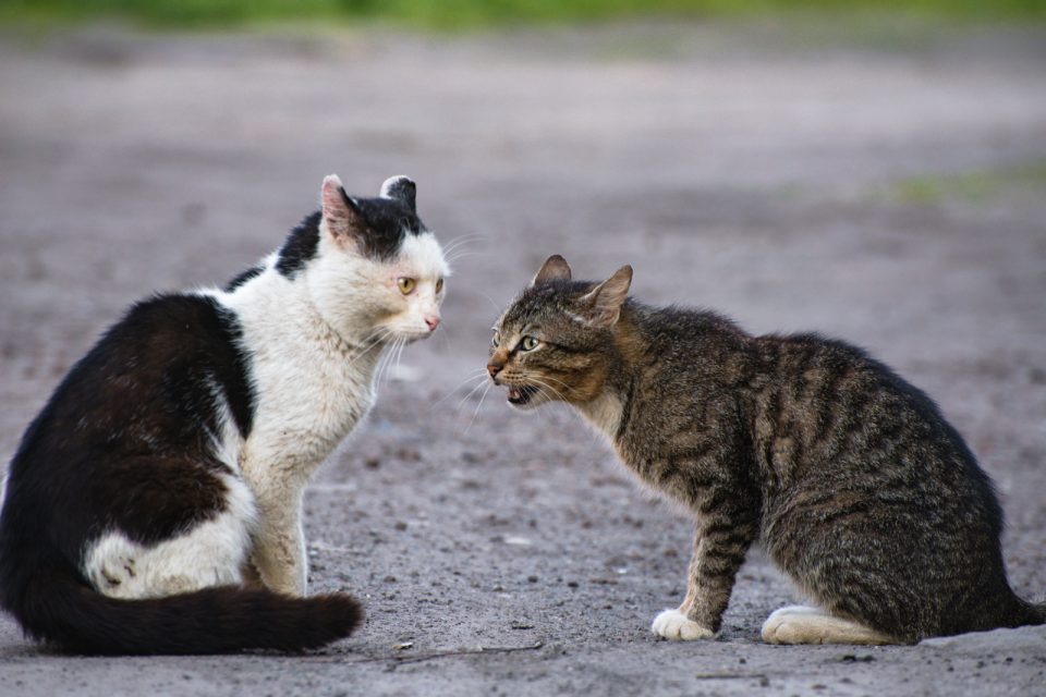 4 Reasons Why Do Female Cats Attack Males After Mating