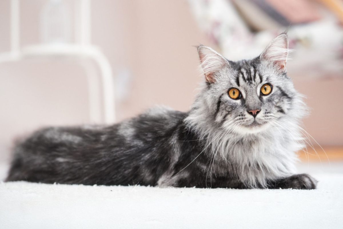 6 Reliable Maine Coon Breeders In Texas