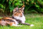 6 Best Maine Coon Breeders In Georgia