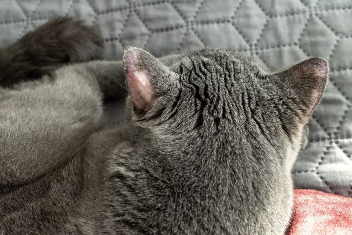 7 Explanations For Cat Hair Loss On Ears