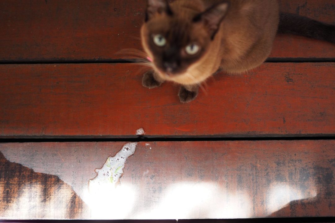 5 Reasons Why A Cat Won’t Eat Wet Food And How To Help