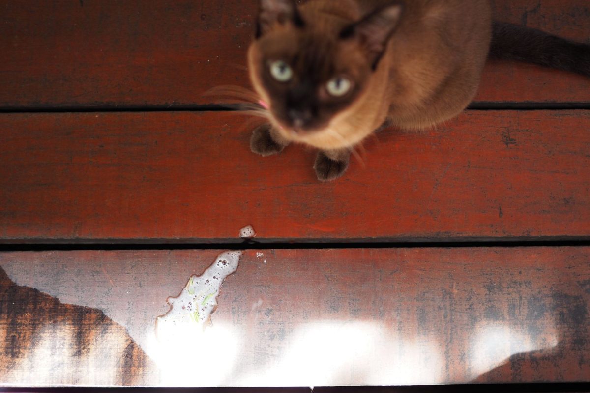 5 Reasons Why A Cat Won’t Eat Wet Food And How To Help