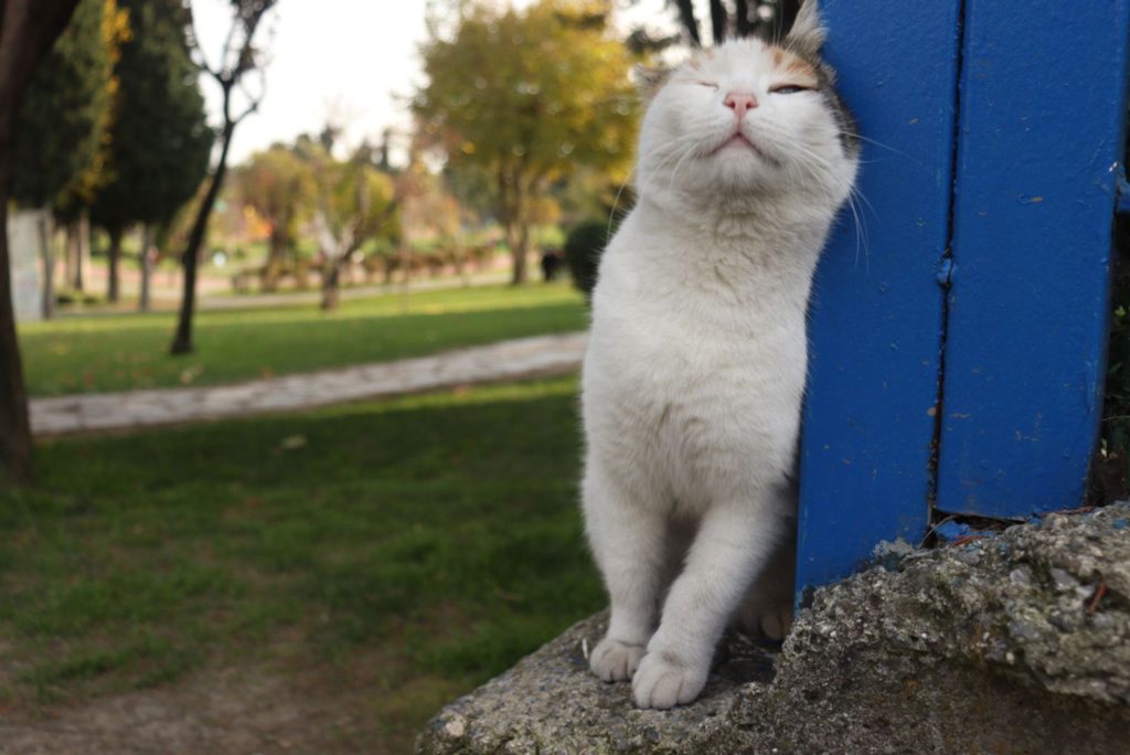 5 Reasons My Cat Keeps Meowing And Rubbing Against Everything
