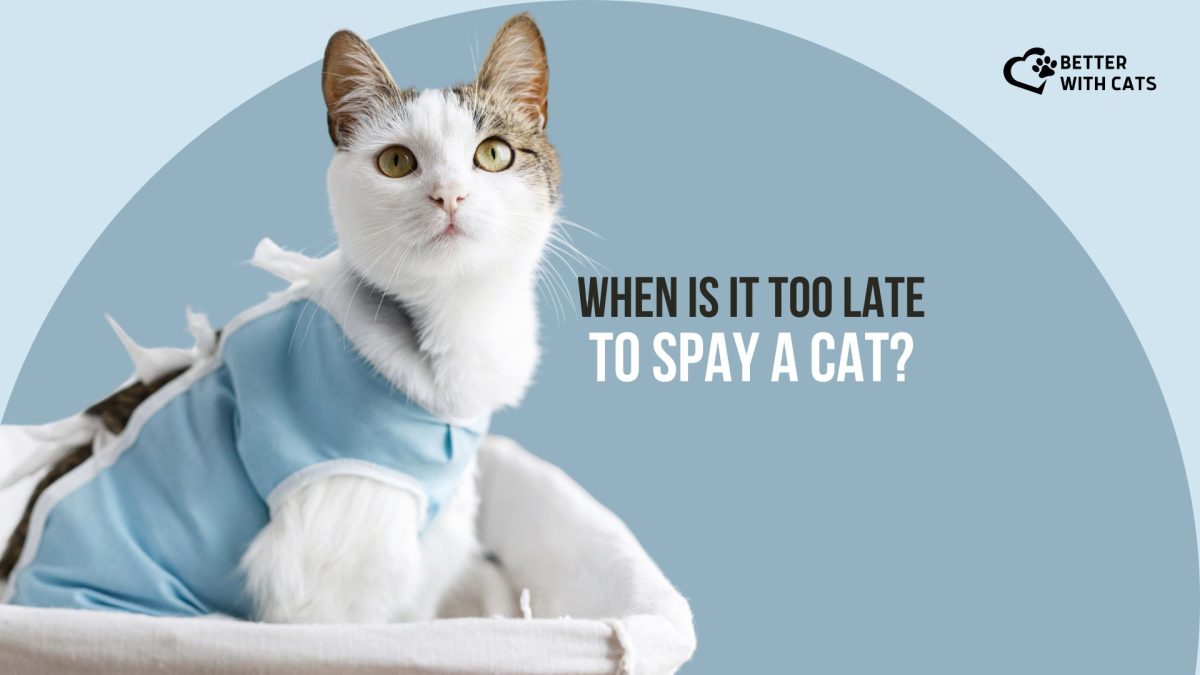 When Is It Too Late To Spay A Cat?