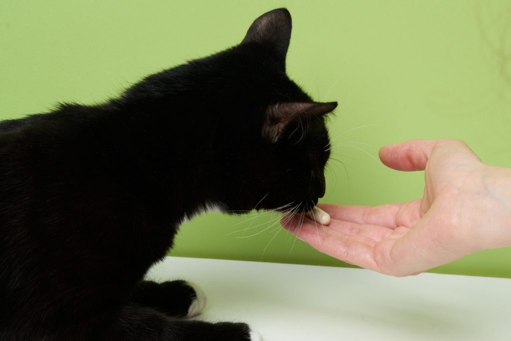 7 Ways How To Make A Cat Poop When Constipated