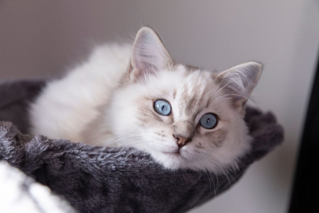 7 Reliable Ragdoll Breeders In California