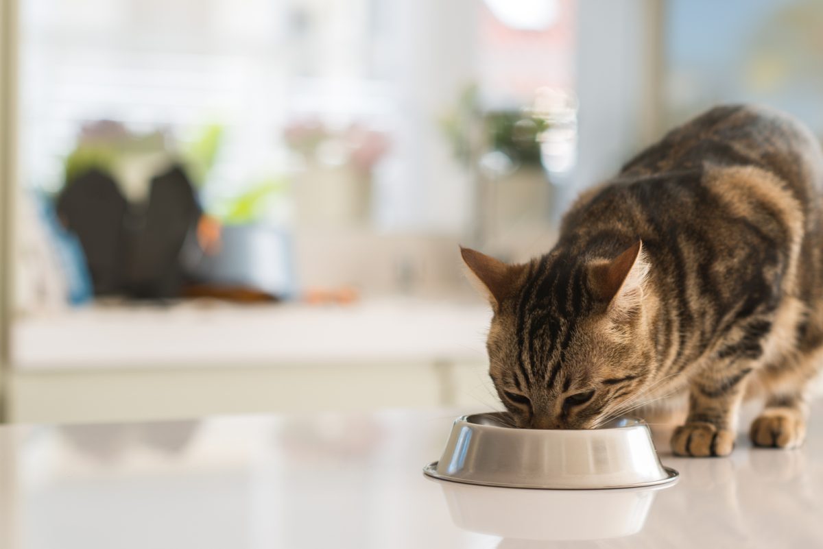 Can Cats Eat Chicken Nuggets And Are There Any Risks?