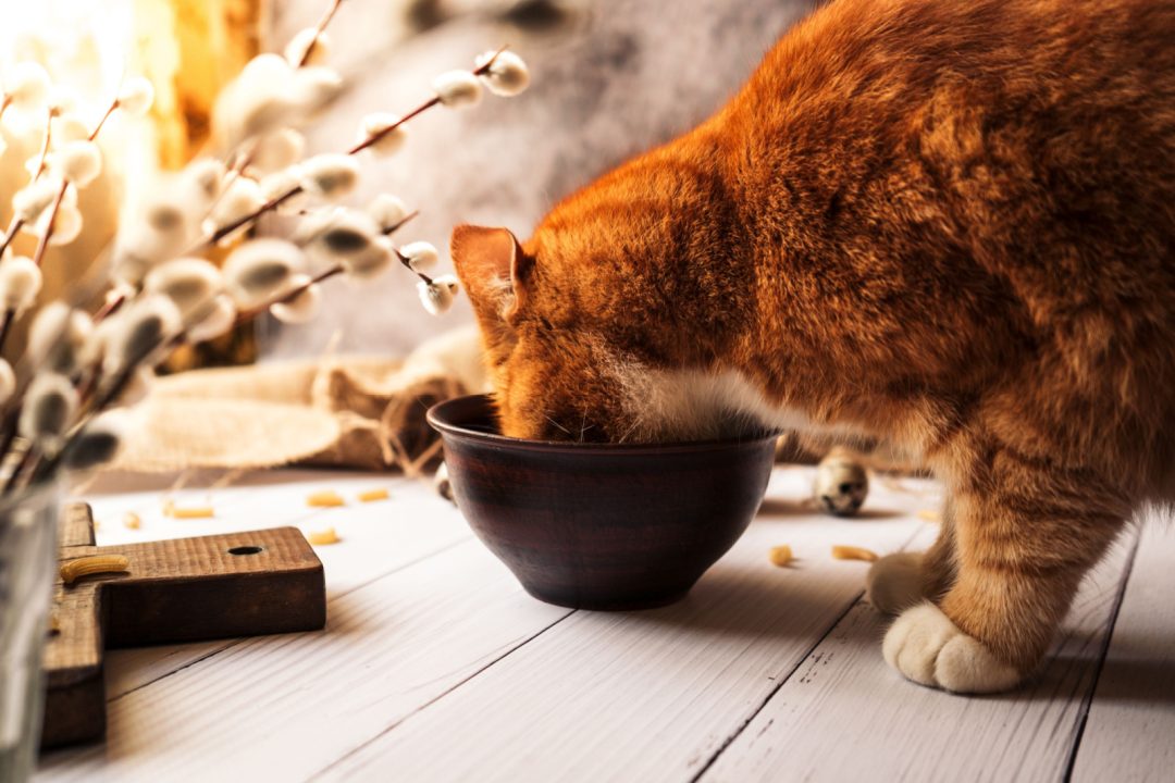 Can Cats Eat Chicken Nuggets And Are There Any Risks?