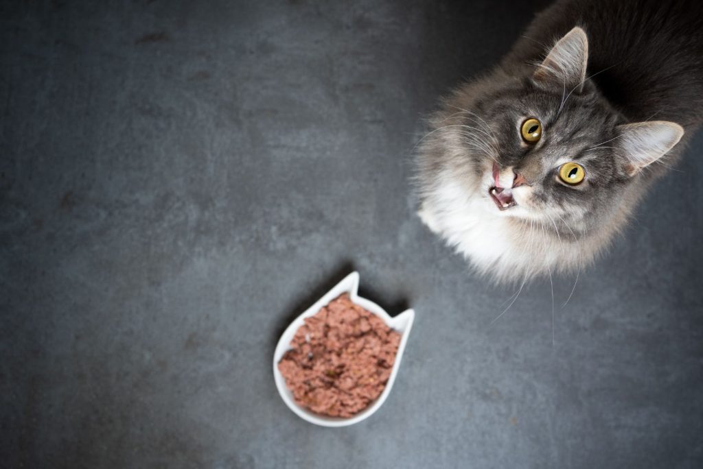5 Reasons Why A Cat Won’t Eat Wet Food And How To Help