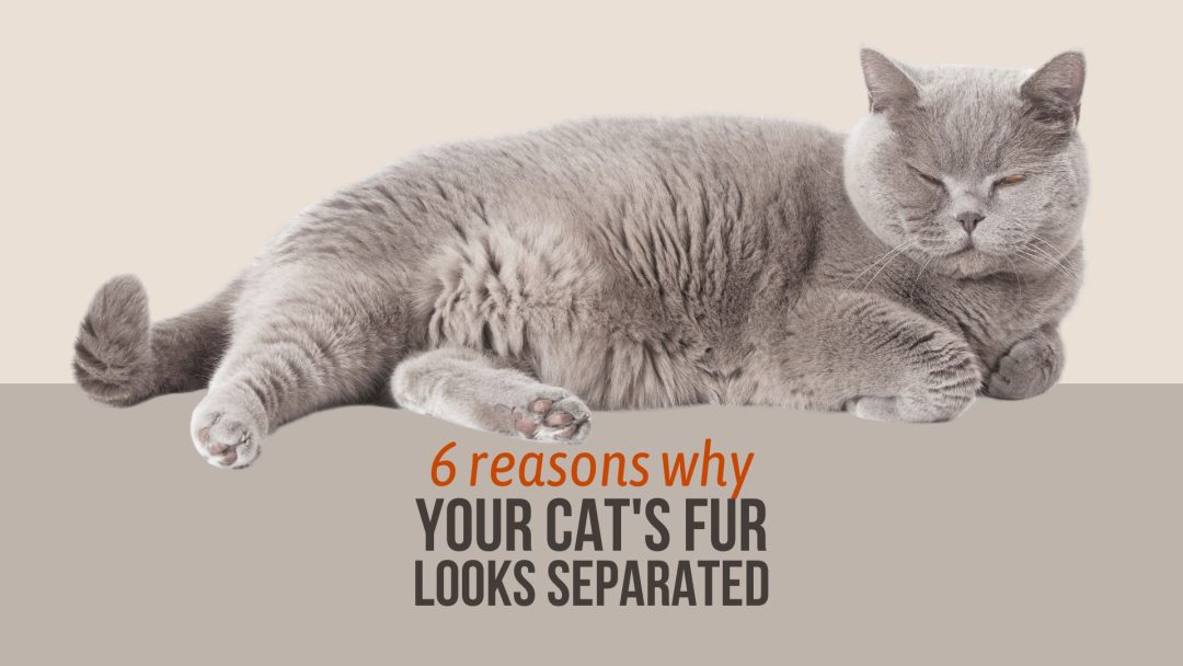 6 Reasons Why Your Cat's Fur Looks Separated