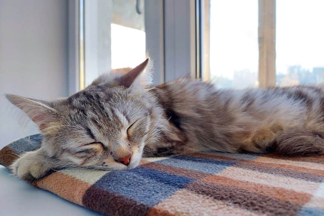 5 Cat Sleeping Positions When Sick And Their Meaning