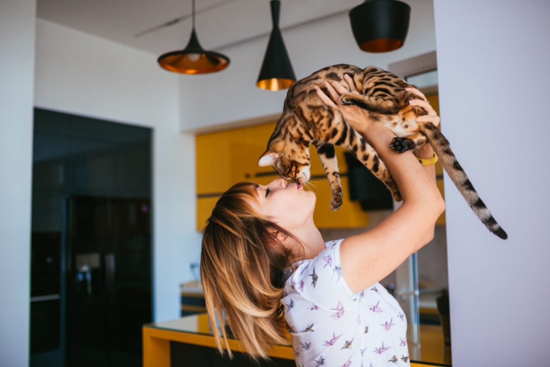 5 Reliable Breeders That Offer Hypoallergenic Cats For Sale