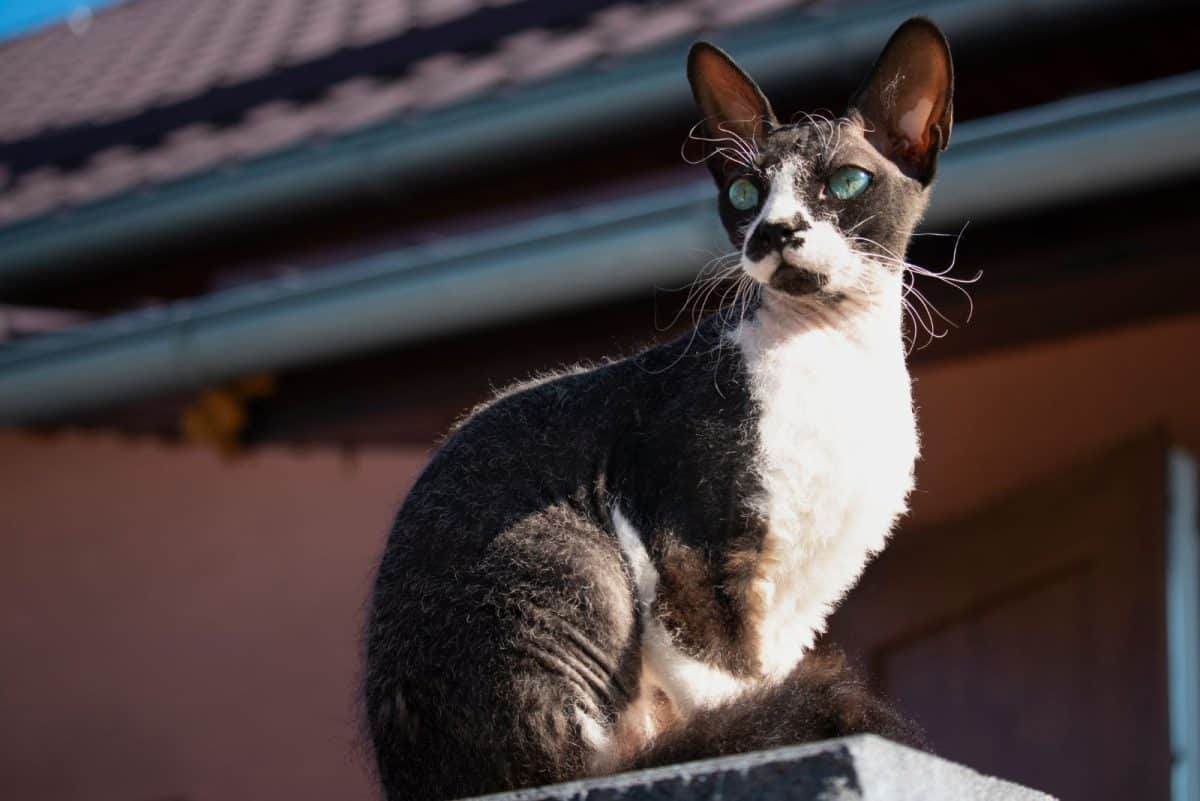 5 Adorable Cat Breeds With Curly Whiskers
