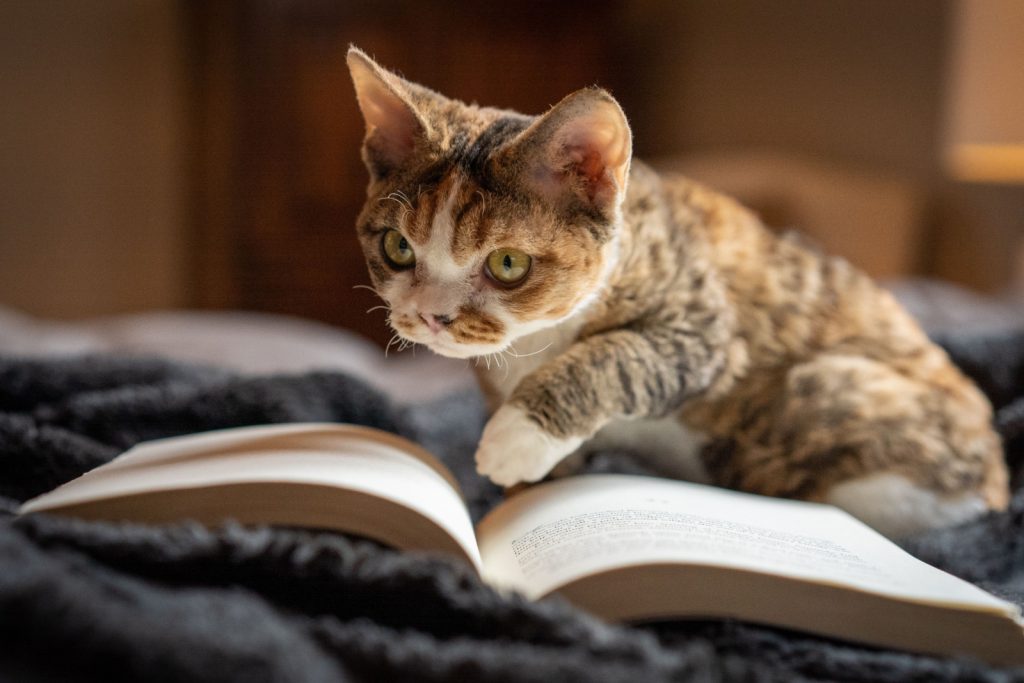 5 Reliable Breeders That Offer Hypoallergenic Cats For Sale