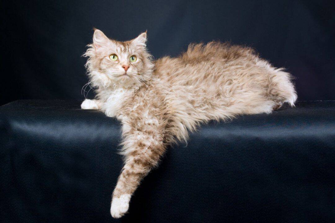 5 Adorable Cat Breeds With Curly Whiskers