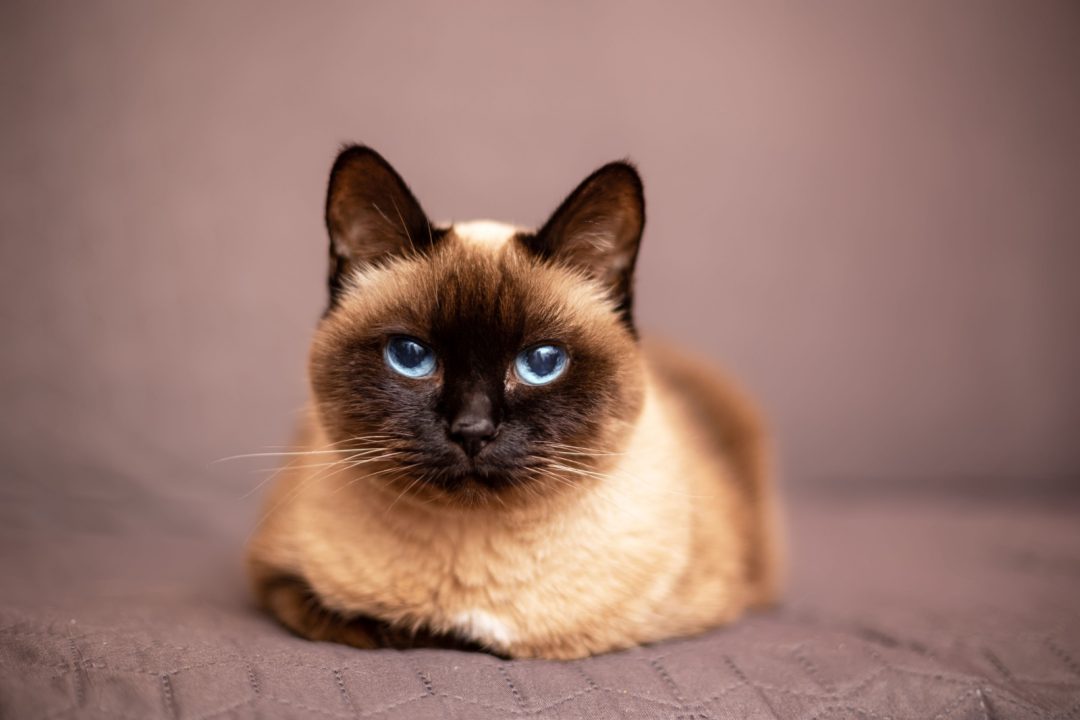 5 Reliable Breeders That Offer Hypoallergenic Cats For Sale