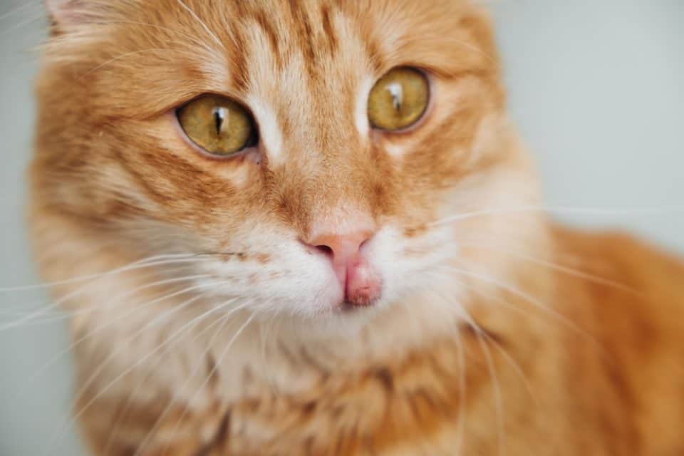 5 Explanations For A Cat's Swollen Lip, And How To Help