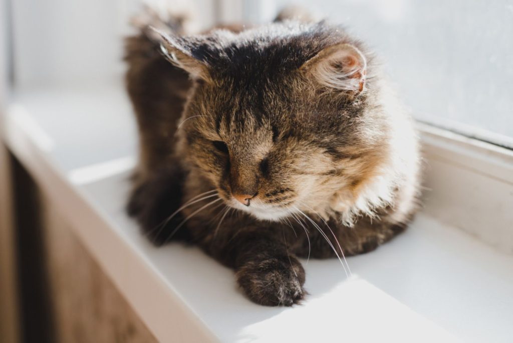 6 Explanations Why A Large Lump Appeared On Cat Overnight