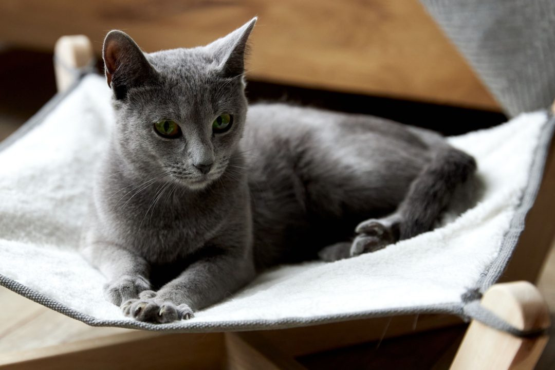 5 Reliable Breeders That Offer Hypoallergenic Cats For Sale
