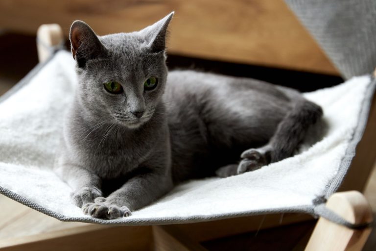 5 Reliable Breeders That Offer Hypoallergenic Cats For Sale