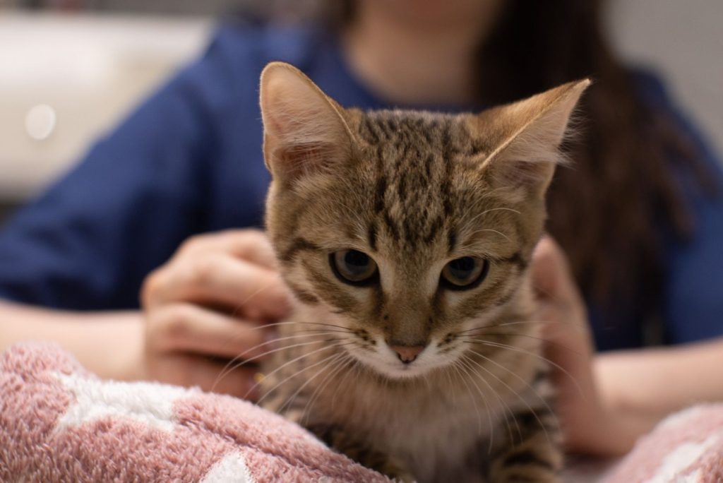 5 Causes Of Bowed Legs In Cats, And Is Recovery Possible